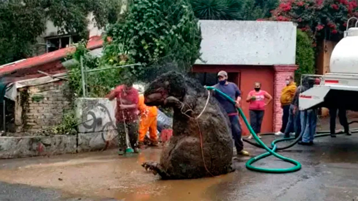 Een gigantische rat ontdekt in de riolen van Mexico-Stad